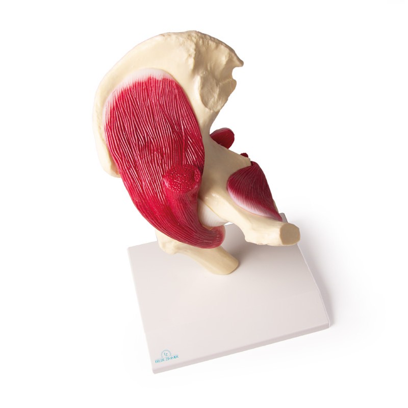 Hip Joint Model with Muscles | Health and Care